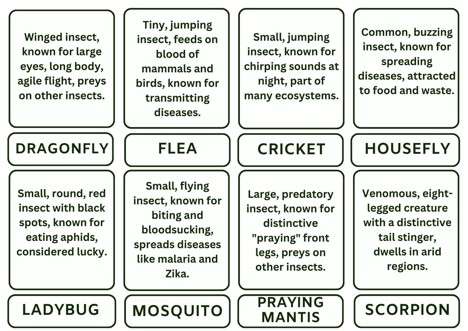Educational Insect Flashcards Set - 3-piece Illustrated Learning Cards ...