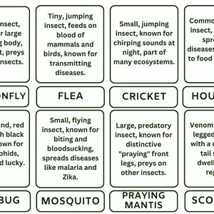 Educational Insect Flashcards Set - 3-piece Illustrated Learning Cards ...