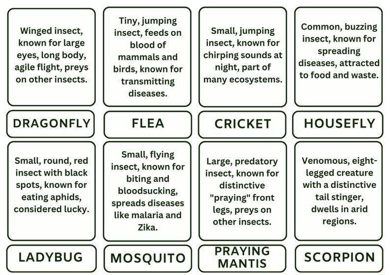 Educational Insect Flashcards Set - 3-piece Illustrated Learning Cards ...