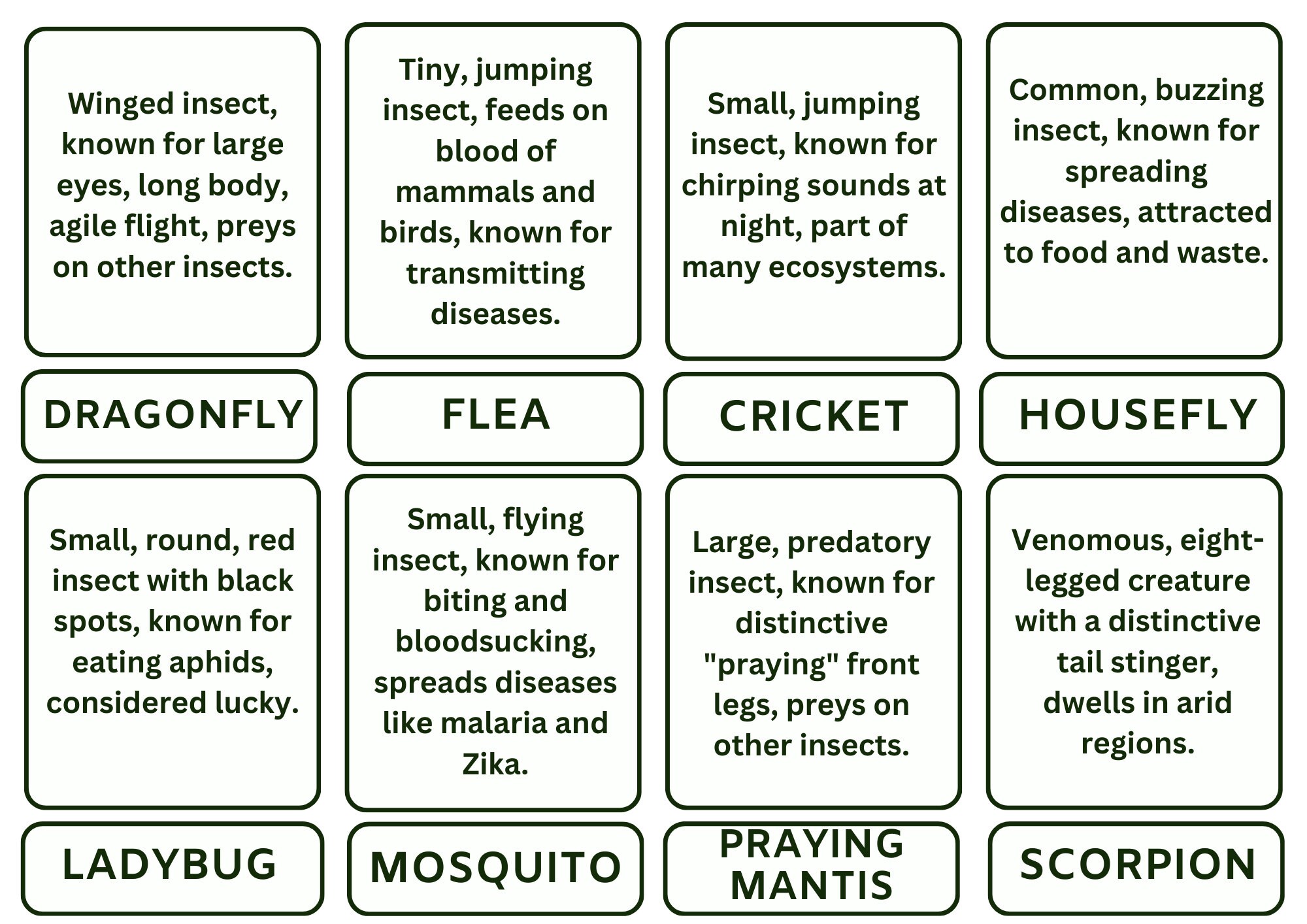 Educational Insect Flashcards Set - 3-piece Illustrated Learning Cards ...