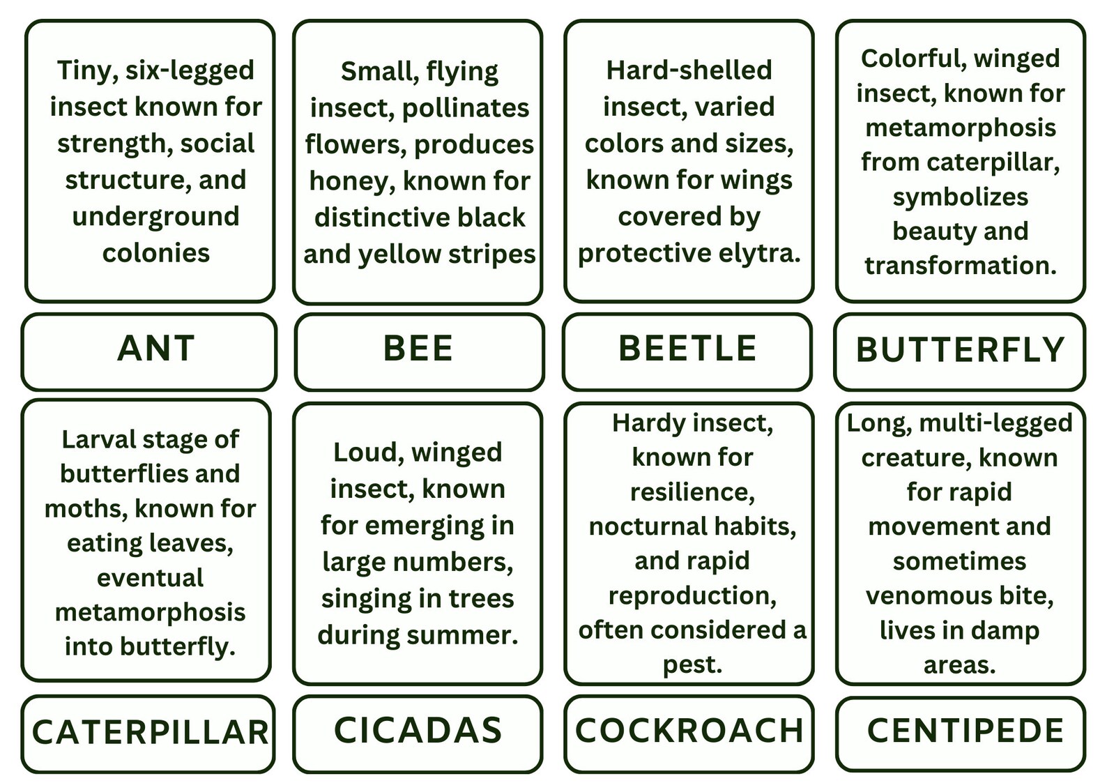 Educational Insect Flashcards Set - 3-piece Illustrated Learning Cards ...