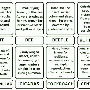Educational Insect Flashcards Set - 3-piece Illustrated Learning Cards ...