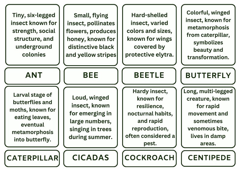 Educational Insect Flashcards Set - 3-piece Illustrated Learning Cards ...