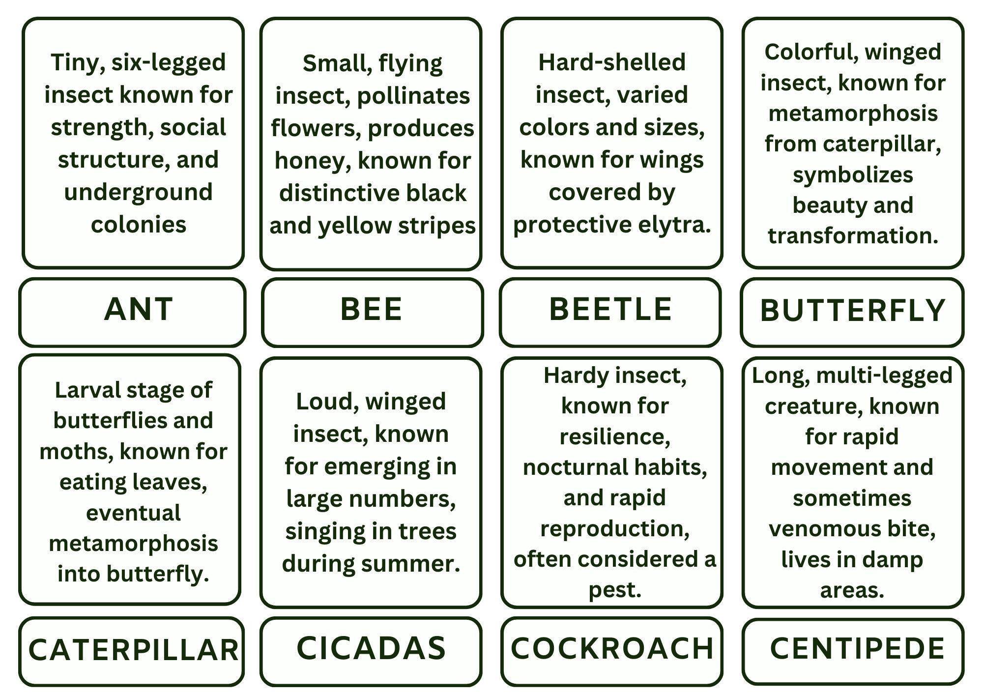 Educational Insect Flashcards Set - 3-piece Illustrated Learning Cards ...