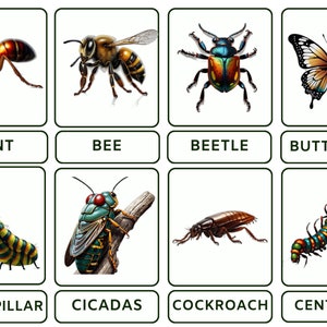 Educational Insect Flashcards Set - 3-piece Illustrated Learning Cards ...