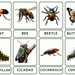 Educational Insect Flashcards Set - 3-piece Illustrated Learning Cards ...