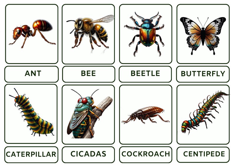Educational Insect Flashcards Set - 3-piece Illustrated Learning Cards ...