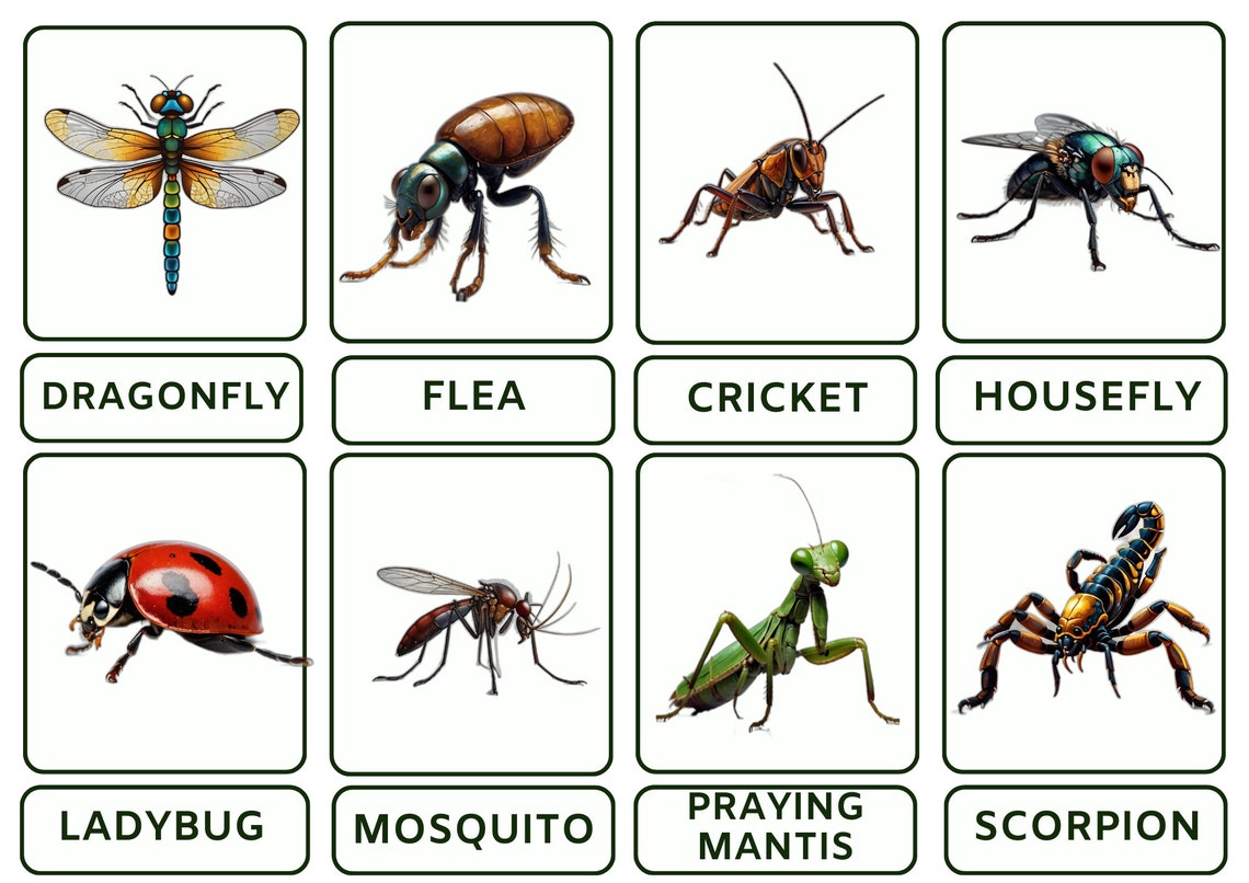 Educational Insect Flashcards Set - 3-piece Illustrated Learning Cards ...