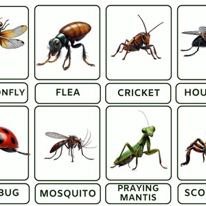 Educational Insect Flashcards Set - 3-piece Illustrated Learning Cards ...
