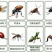 Educational Insect Flashcards Set - 3-piece Illustrated Learning Cards ...
