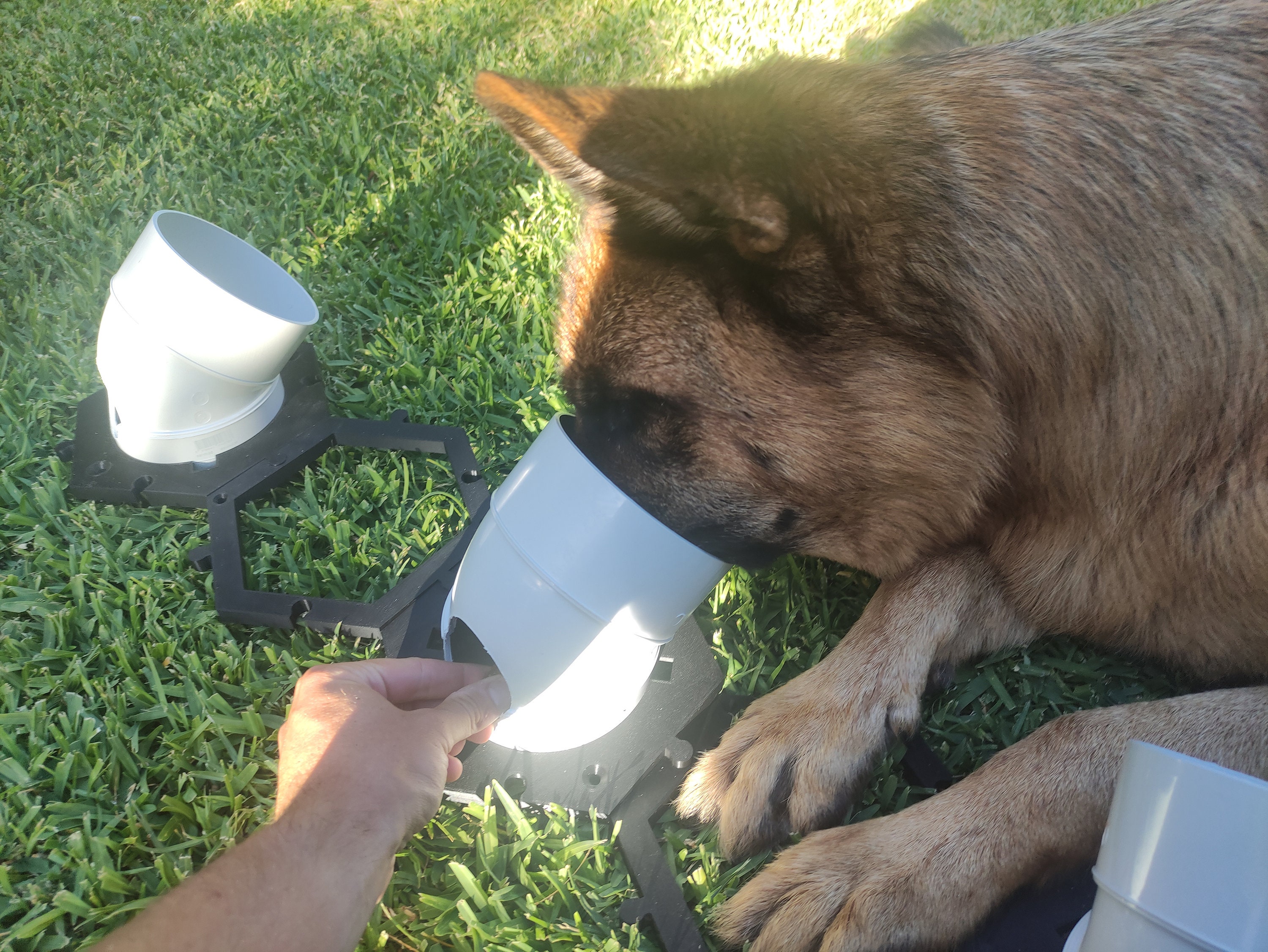 Nose Work Scent Imprinting Tool - Etsy