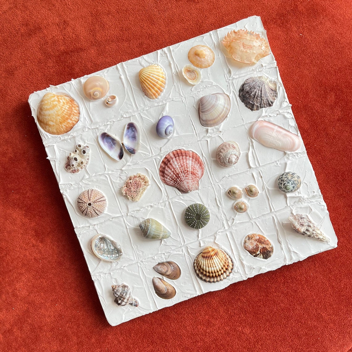 Sea Shell Collection-coastal Shell Art, Unique Sea Shell Collage for ...