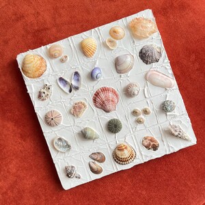 Sea Shell Collection-coastal Shell Art, Unique Sea Shell Collage for ...