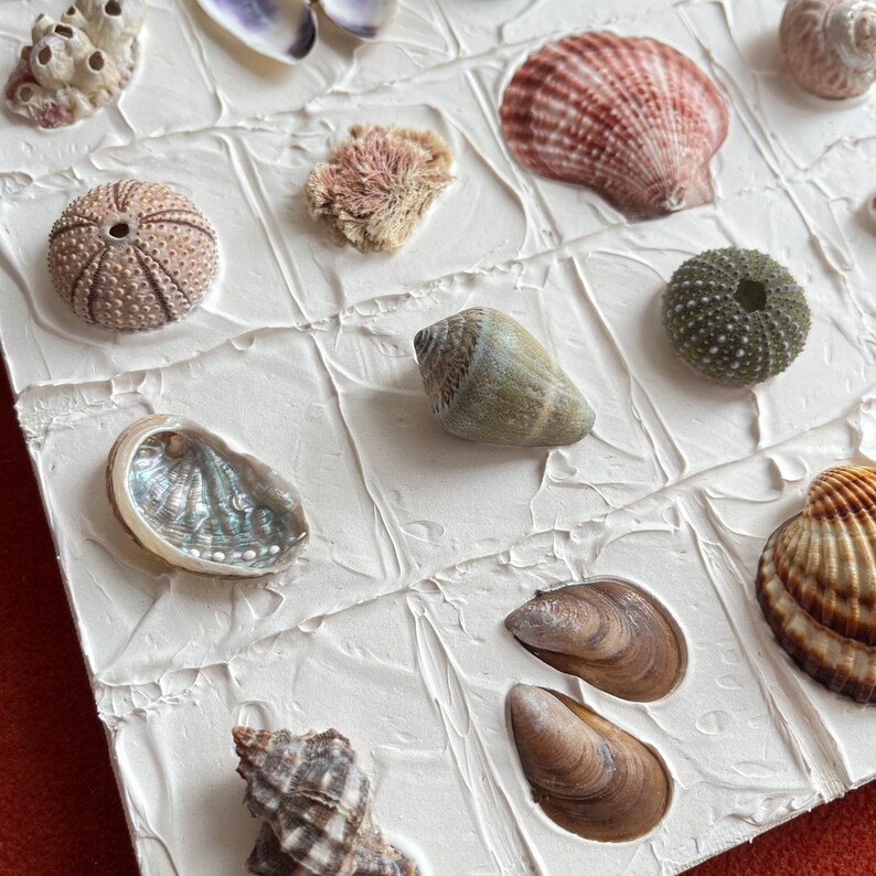 Sea Shell Collection-coastal Shell Art, Unique Sea Shell Collage for ...