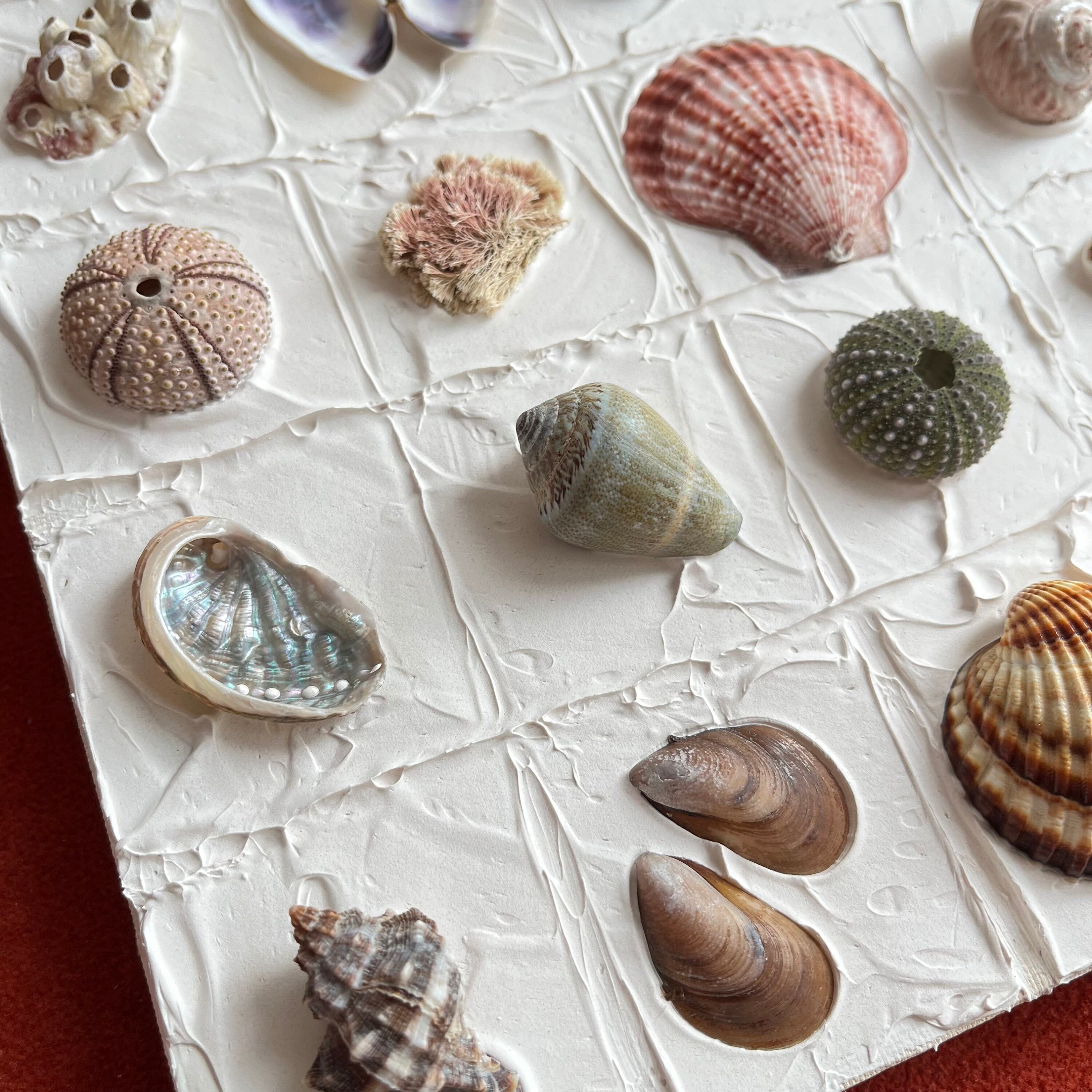 Sea Shell Collection-coastal Shell Art, Unique Sea Shell Collage for ...