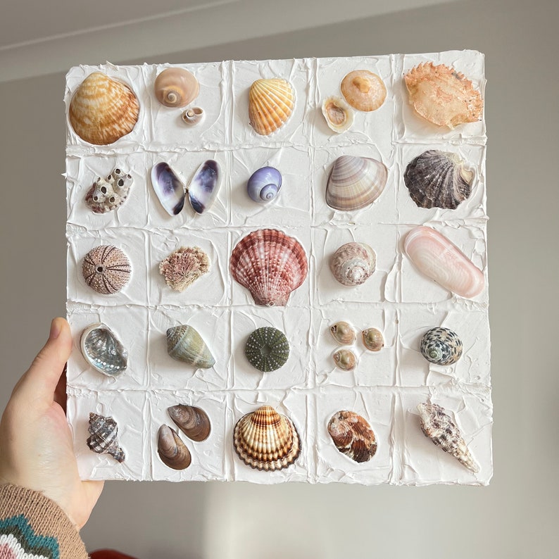 Sea Shell Collection-coastal Shell Art, Unique Sea Shell Collage for ...