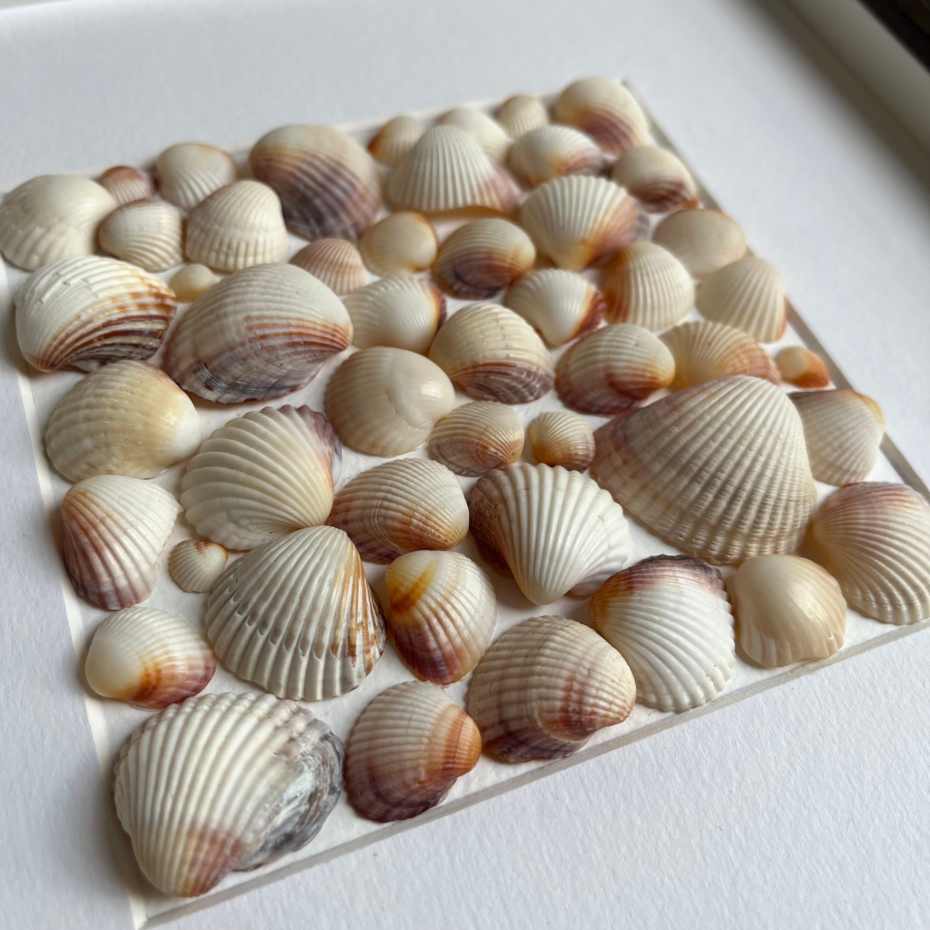 Coastal Sea Shell College Art, Shadow Box, Mussel Shells, Shell Picture ...