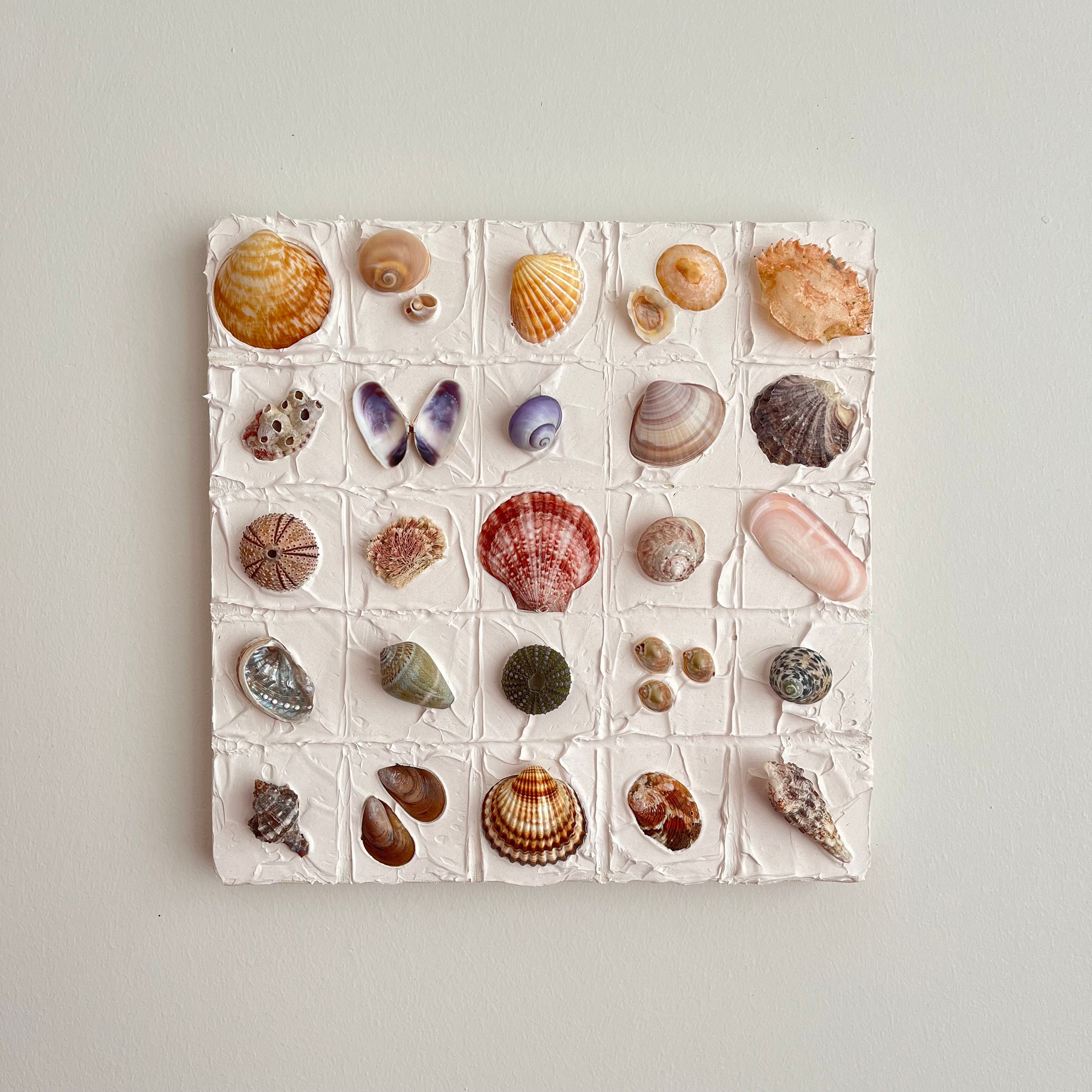 Sea Shell Collection-coastal Shell Art, Unique Sea Shell Collage for ...