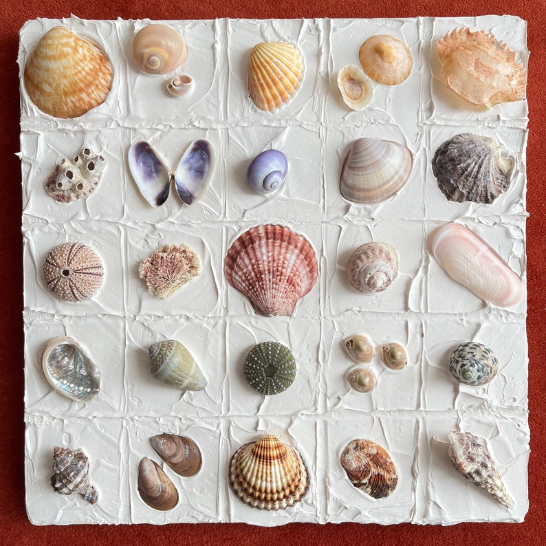Sea Shell Collection-coastal Shell Art, Unique Sea Shell Collage for ...