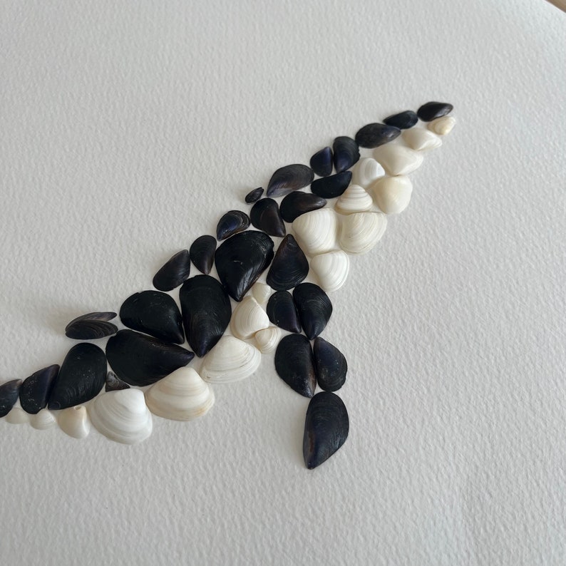 Humpback Whale Sea Shell College Art Mussel Shell Wall - Etsy