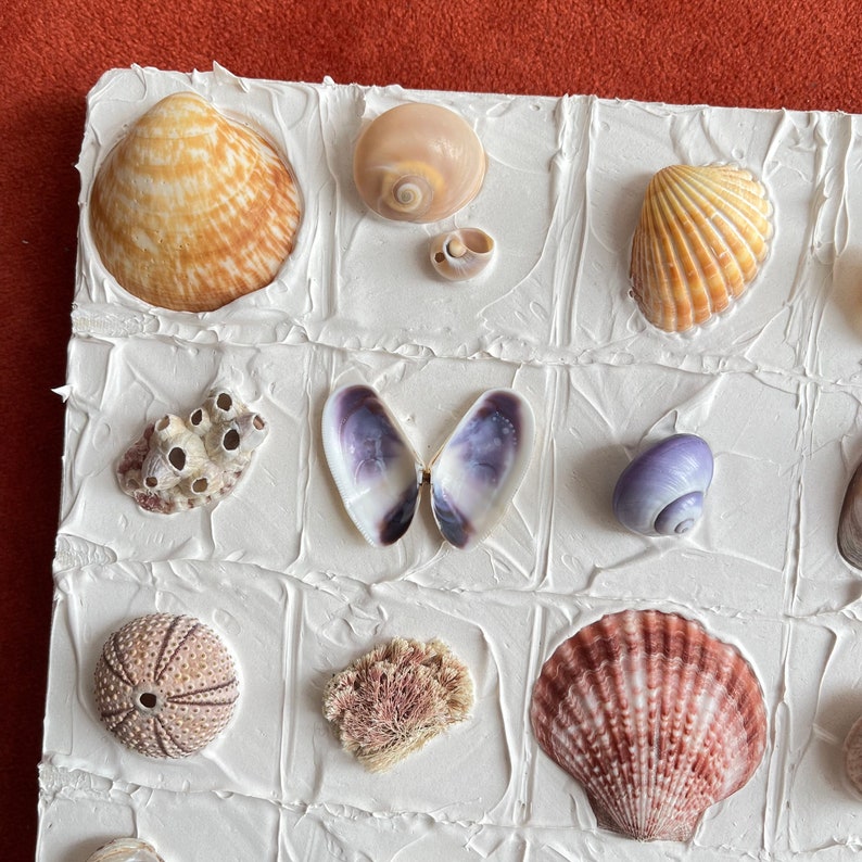 Sea Shell Collection-coastal Shell Art, Unique Sea Shell Collage for ...