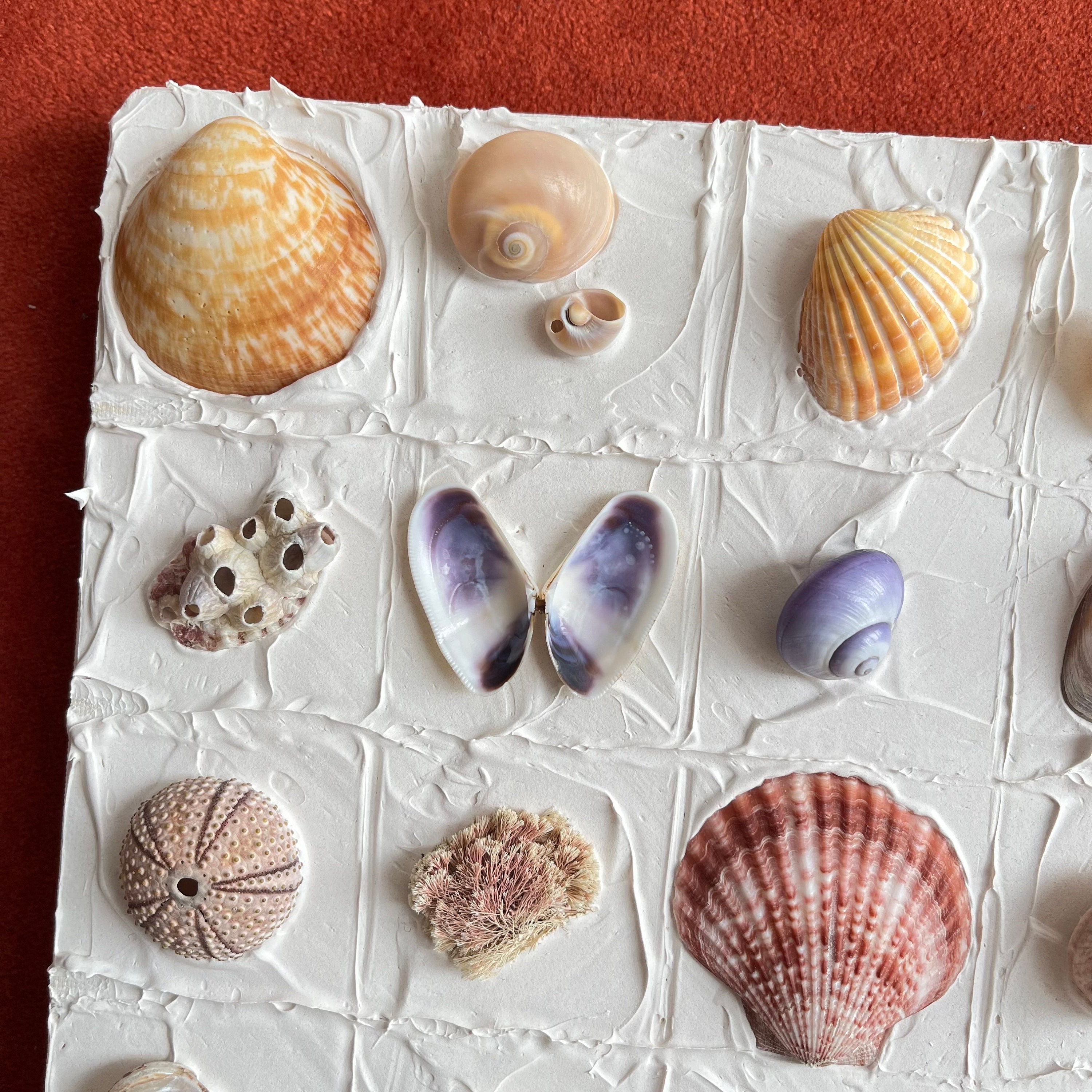 Sea Shell Collection-coastal Shell Art, Unique Sea Shell Collage for ...