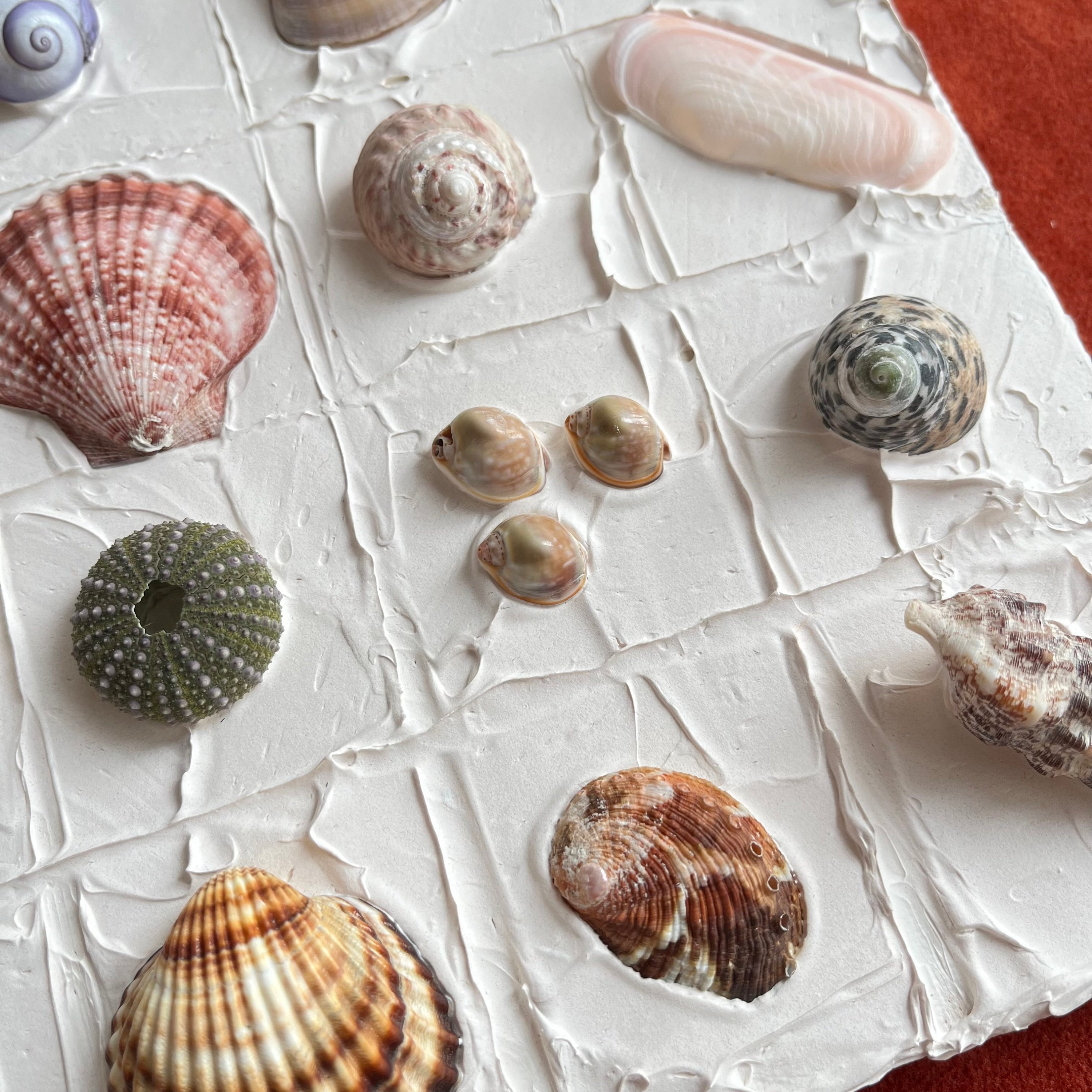 Sea Shell Collection-coastal Shell Art, Unique Sea Shell Collage for ...