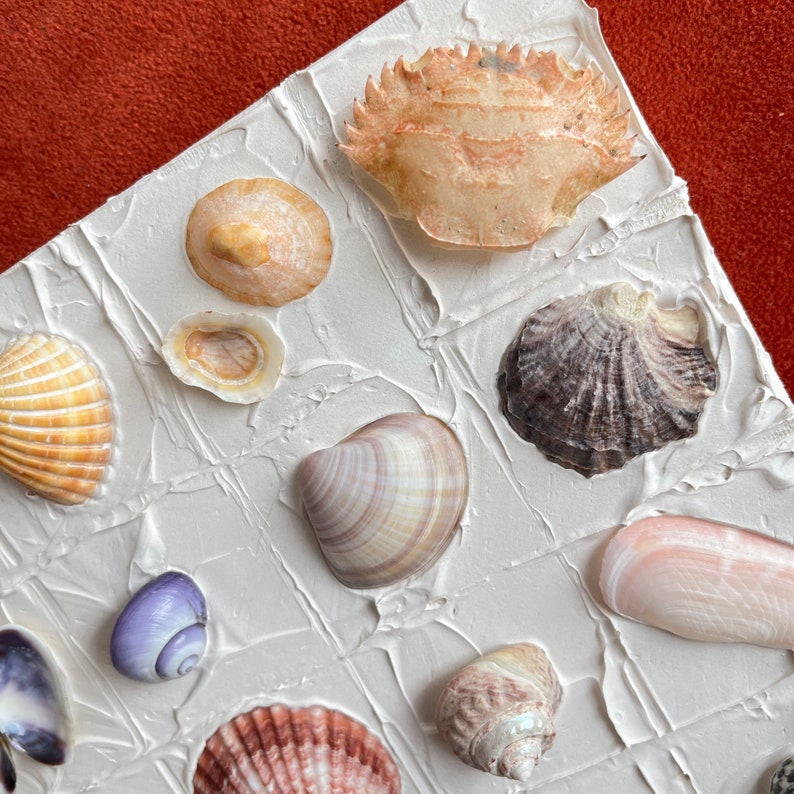 Sea Shell Collection-coastal Shell Art, Unique Sea Shell Collage for ...