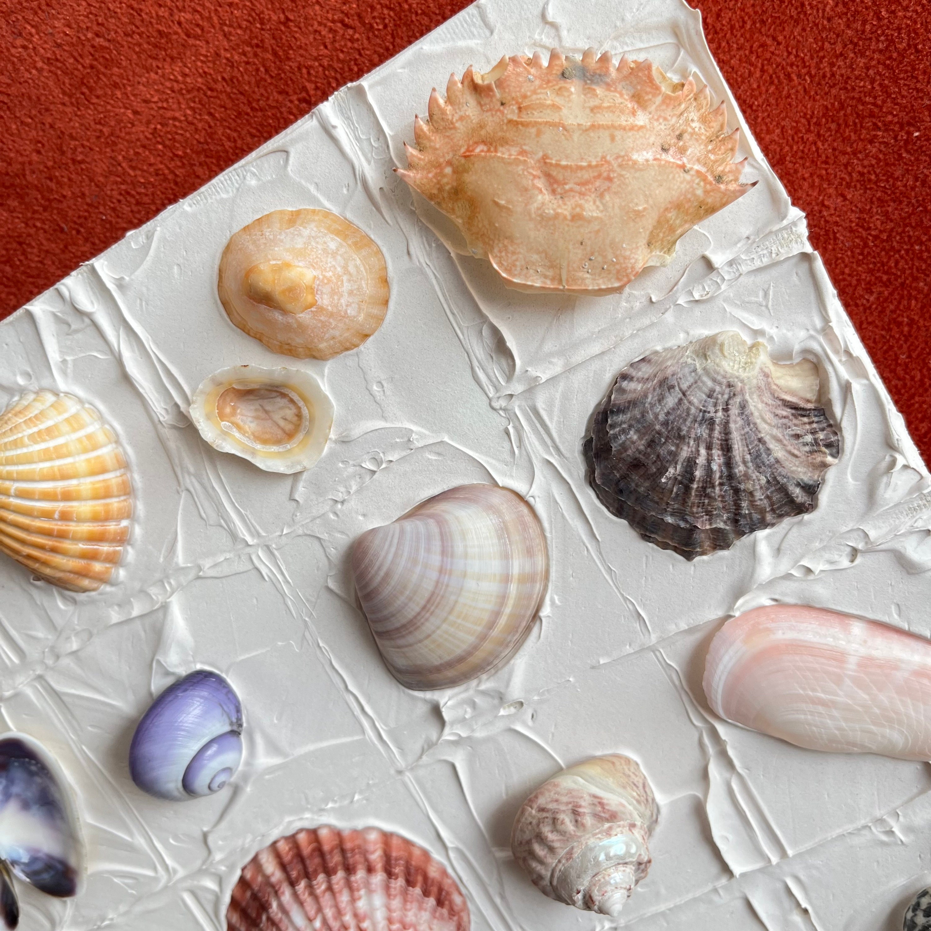 Sea Shell Collection-coastal Shell Art, Unique Sea Shell Collage for ...