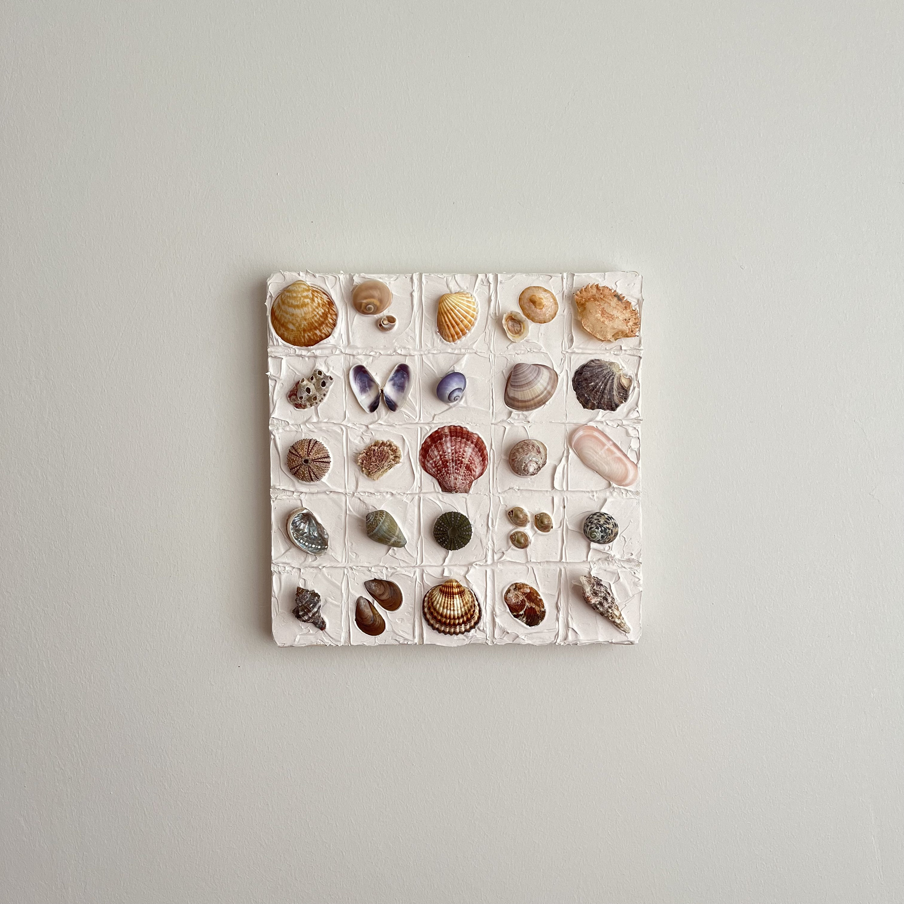 Sea Shell Collection-coastal Shell Art, Unique Sea Shell Collage for ...