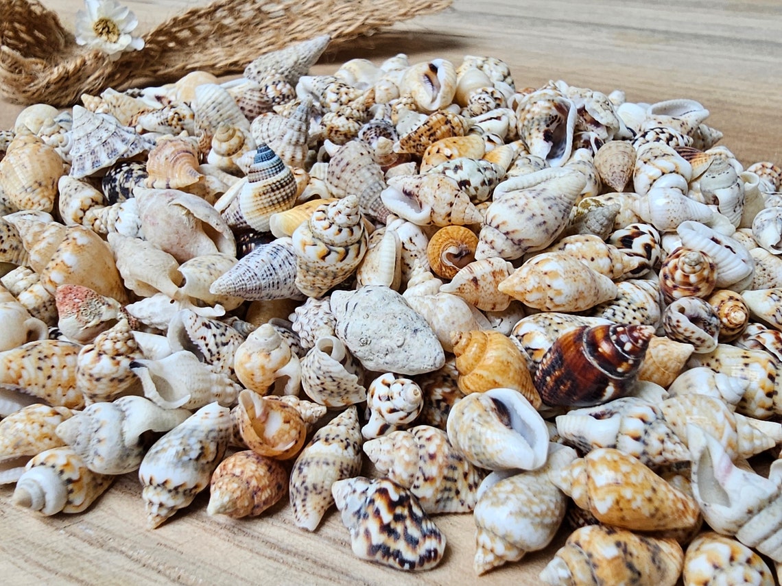 100 Baby Sea Shell Mix, Small Shells, Tiny Beach Finds, Mini Shells ...