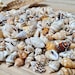 100 Baby Sea Shell Mix, Small Shells, Tiny Beach Finds, Mini Shells ...
