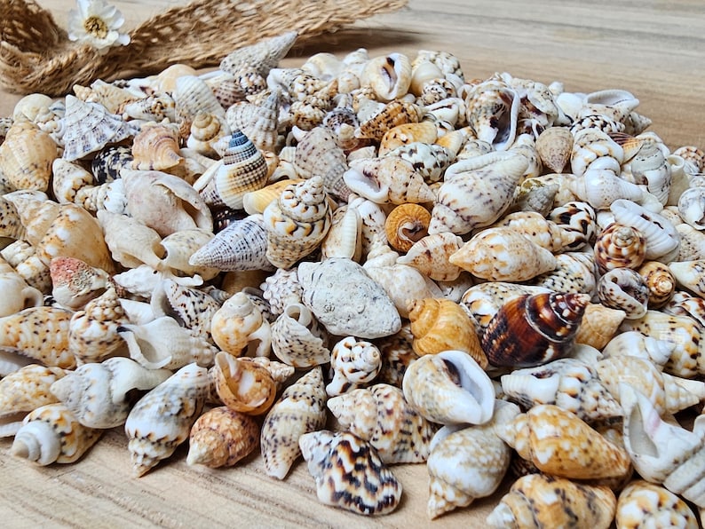 100 Baby Sea Shell Mix, Small Shells, Tiny Beach Finds, Mini Shells ...