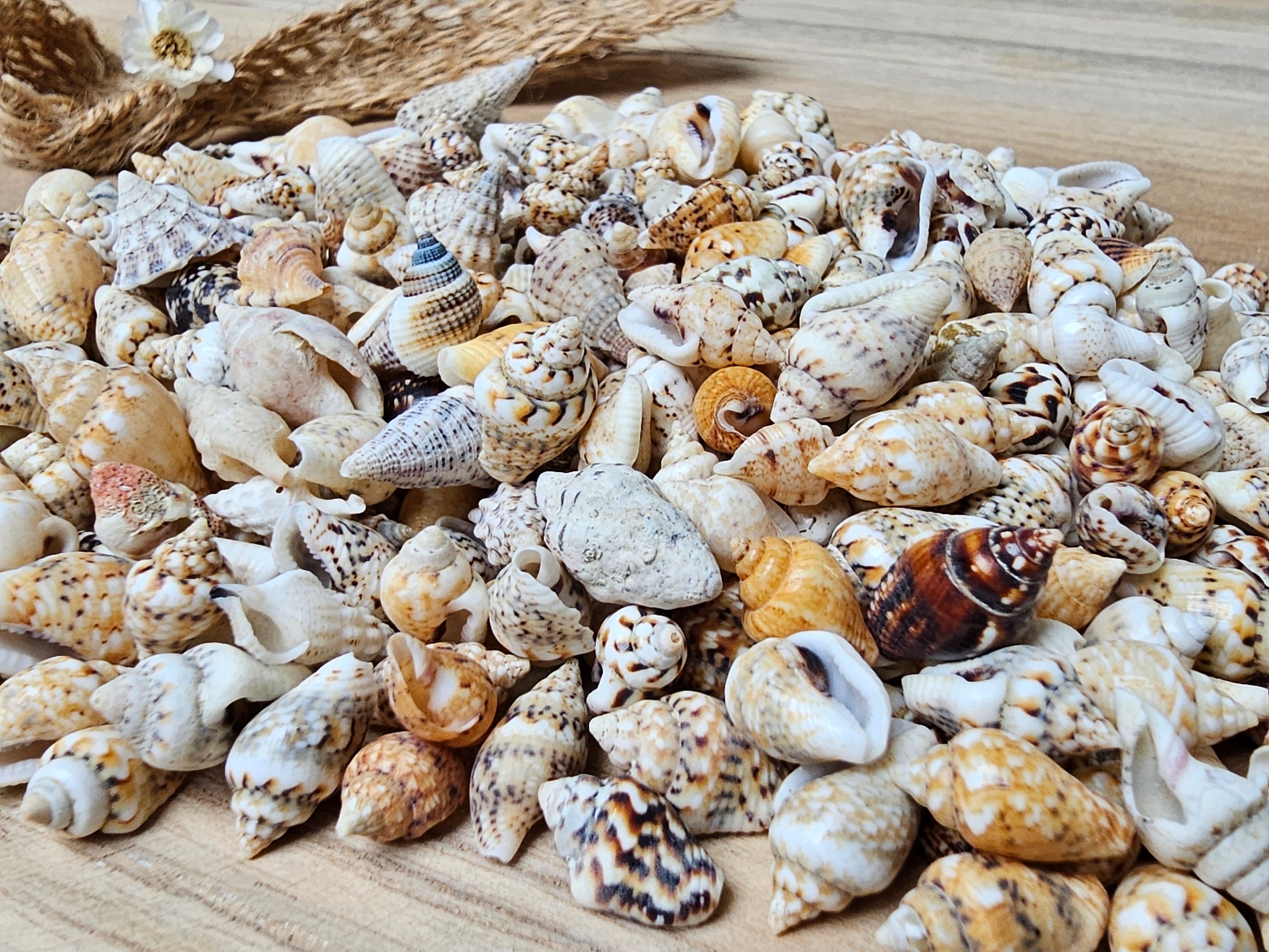 100 Baby Sea Shell Mix, Small Shells, Tiny Beach Finds, Mini Shells ...