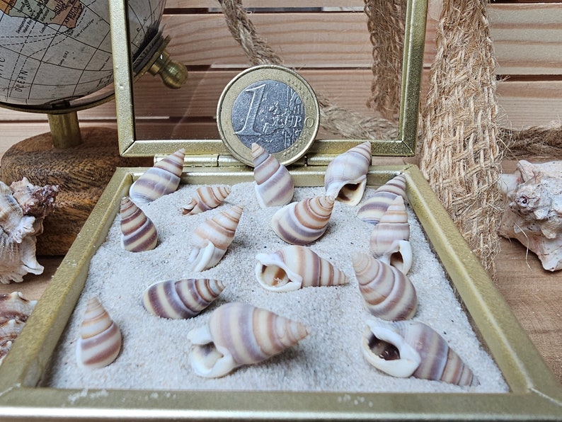 Mini Sea Shell Set, 100 Pieces, Small Shells, Tiny Beach Finds, Shells ...