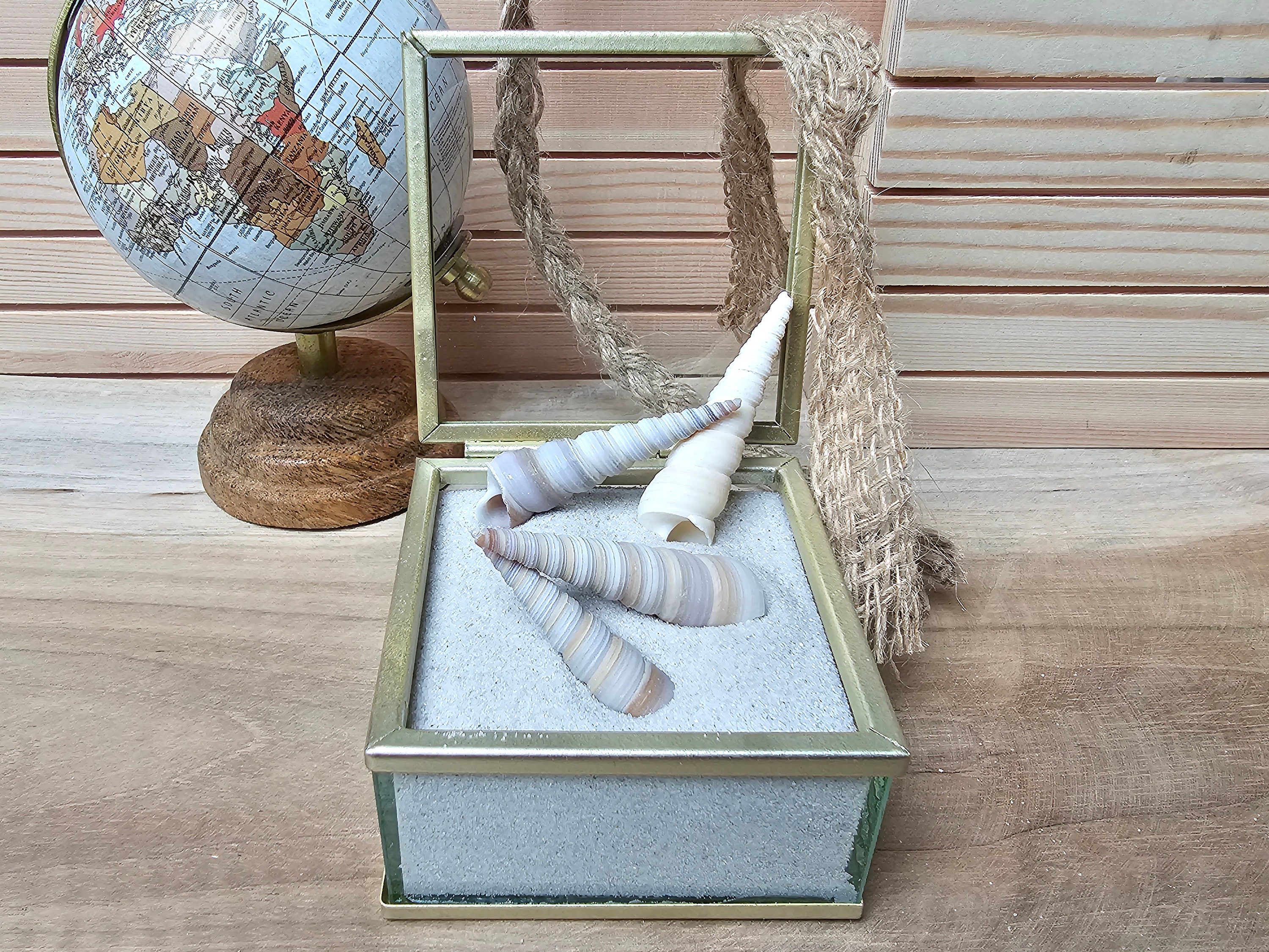 10 Brown White Spiral Turritella Shells Small Shells Tiny - Etsy