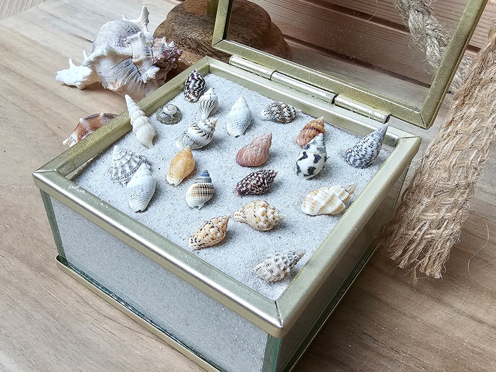 100 Baby Sea Shell Mix, Small Shells, Tiny Beach Finds, Mini Shells ...