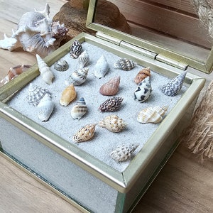 100 Baby Sea Shell Mix, Small Shells, Tiny Beach Finds, Mini Shells ...