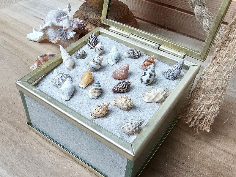 100 Baby Sea Shell Mix, Small Shells, Tiny Beach Finds, Mini Shells ...