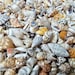 100 Baby Sea Shell Mix, Small Shells, Tiny Beach Finds, Mini Shells ...