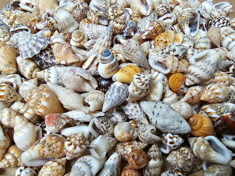 100 Baby Sea Shell Mix, Small Shells, Tiny Beach Finds, Mini Shells ...