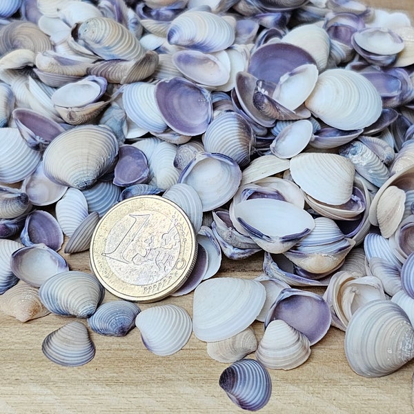 Small Sea Shells - Etsy