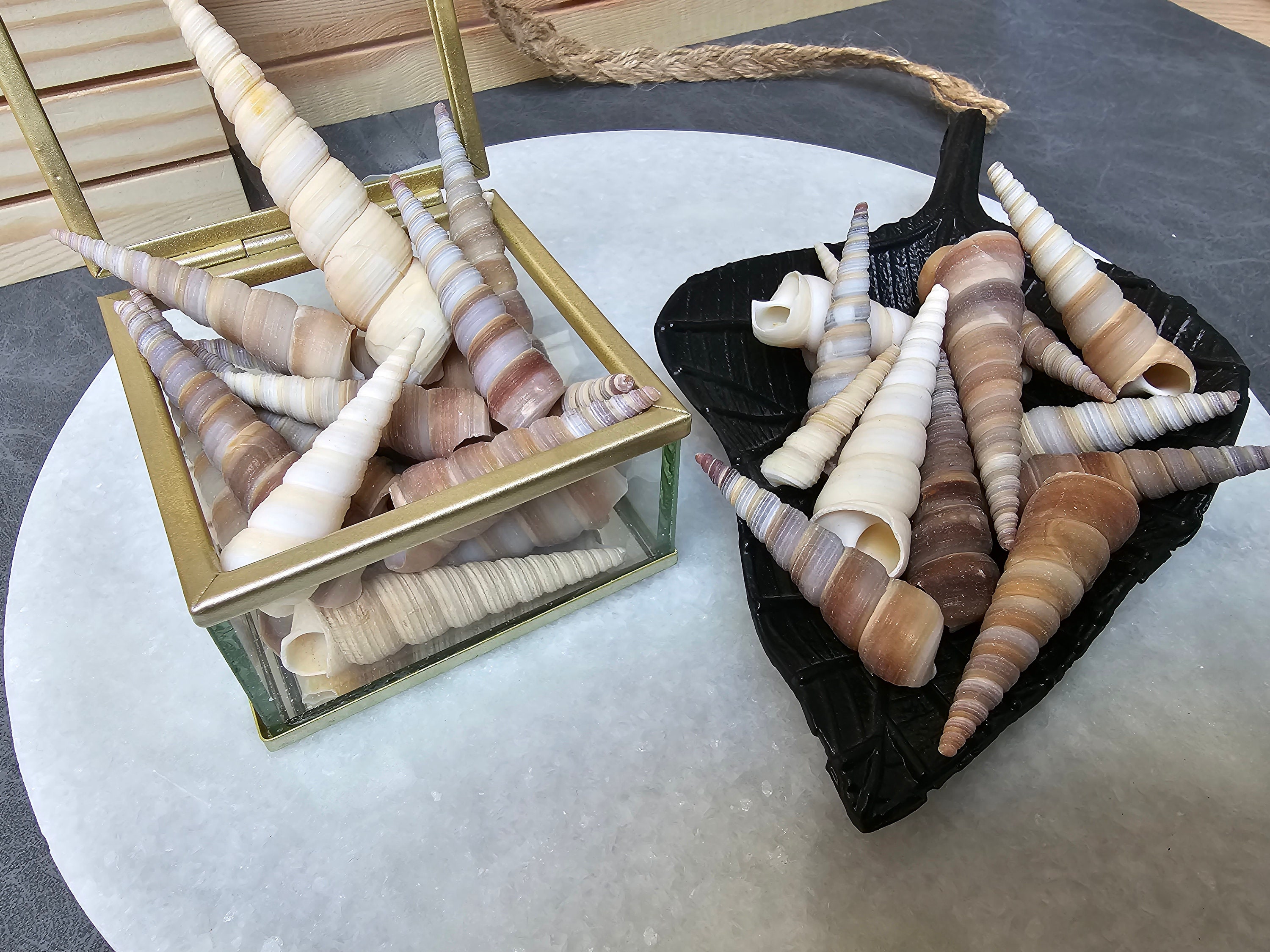 10 Brown White Spiral Turritella Shells Small Shells Tiny - Etsy