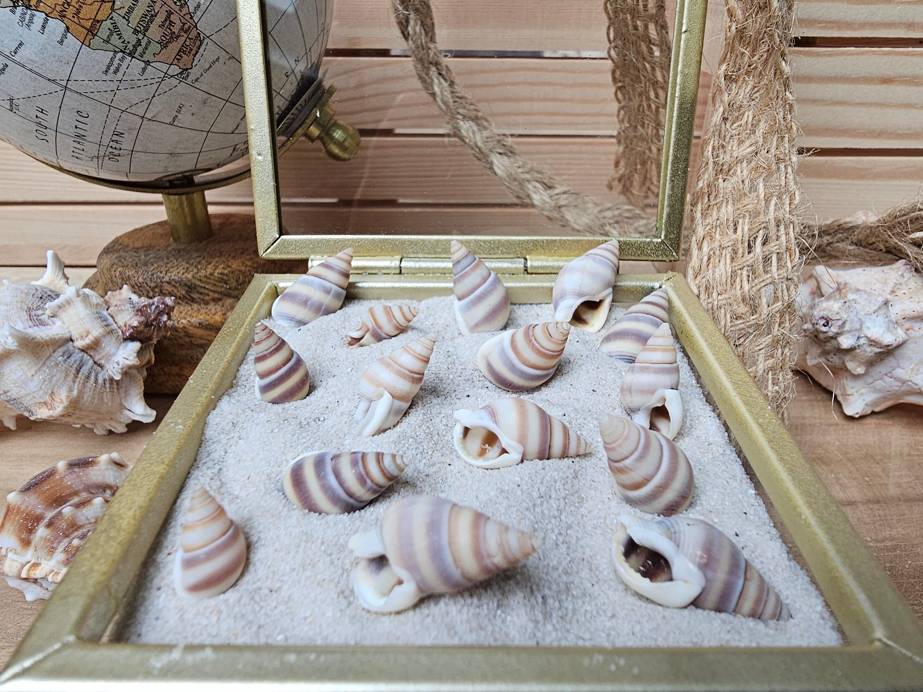 Mini Sea Shell Set, 100 Pieces, Small Shells, Tiny Beach Finds, Shells ...