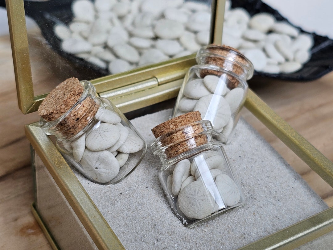 Baby Sand Dollar Set ~20 Pieces - One Mini Glass Bottle With Cork ...