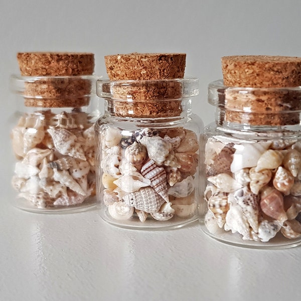 Mini Sea Shells - Etsy