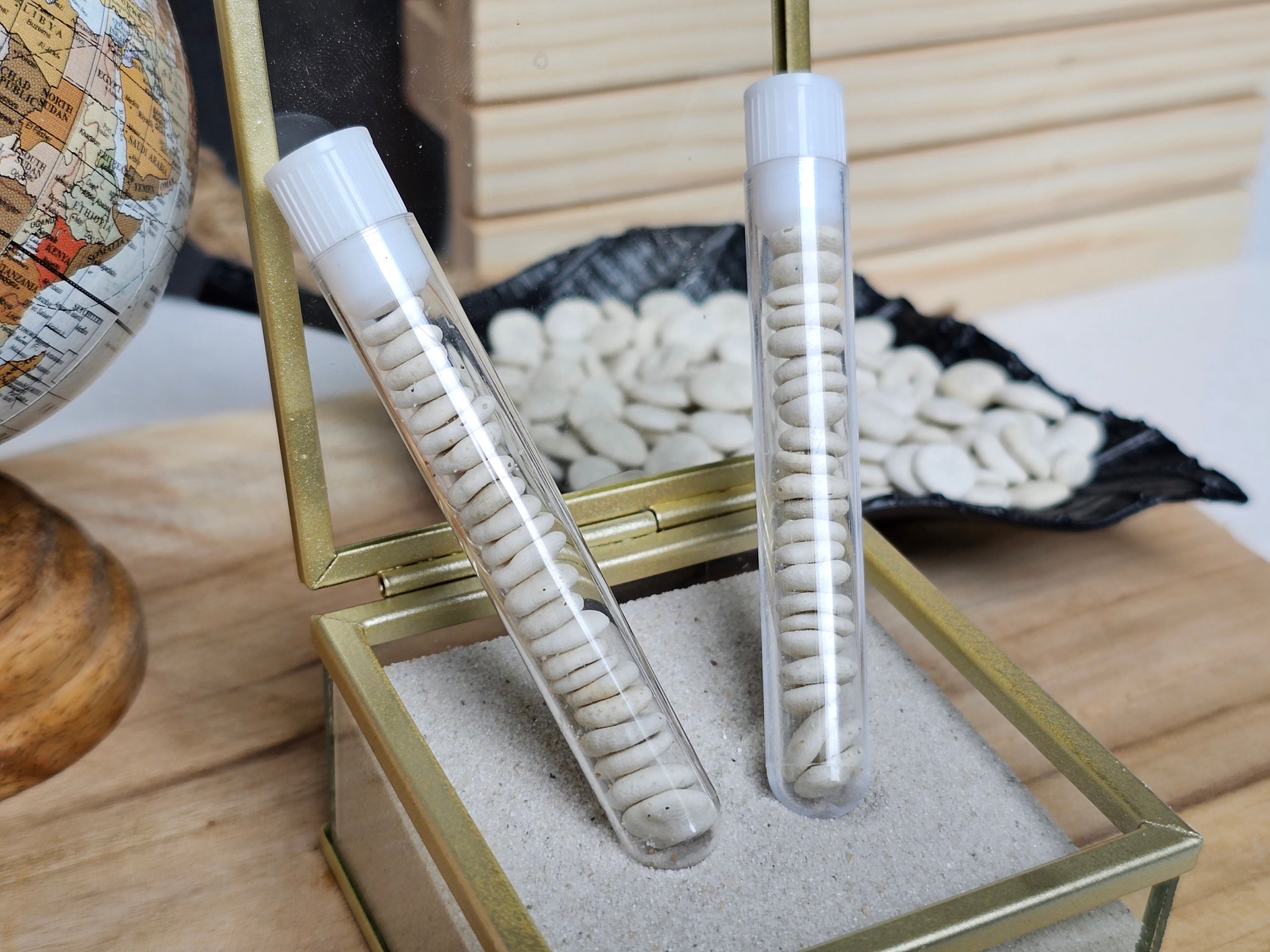 Baby Sand Dollar Set 20 Pieces Plastic Tube Mini Sand Dollar Shells ...