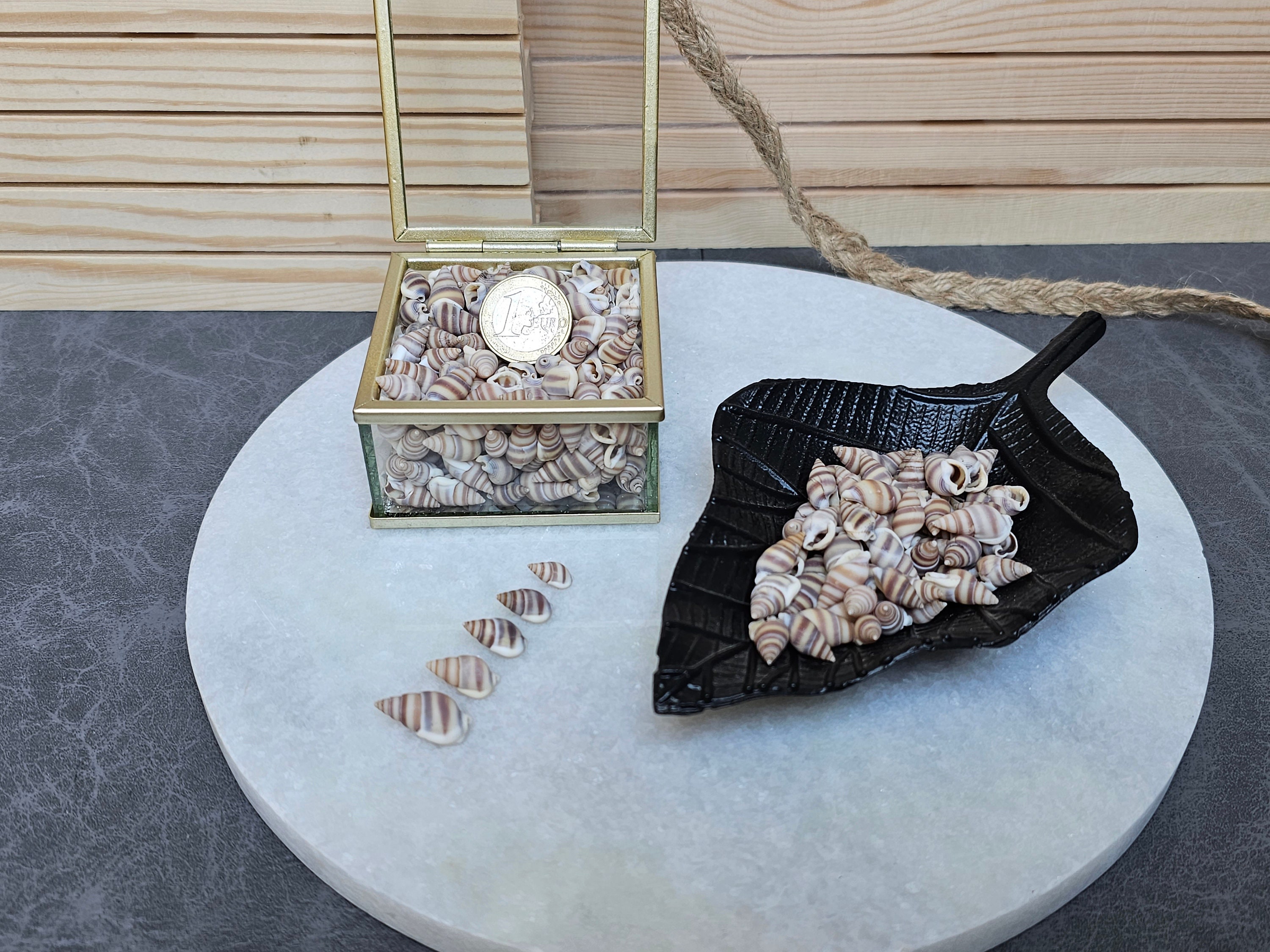 Mini Sea Shell Set, 100 Pieces, Small Shells, Tiny Beach Finds, Shells ...