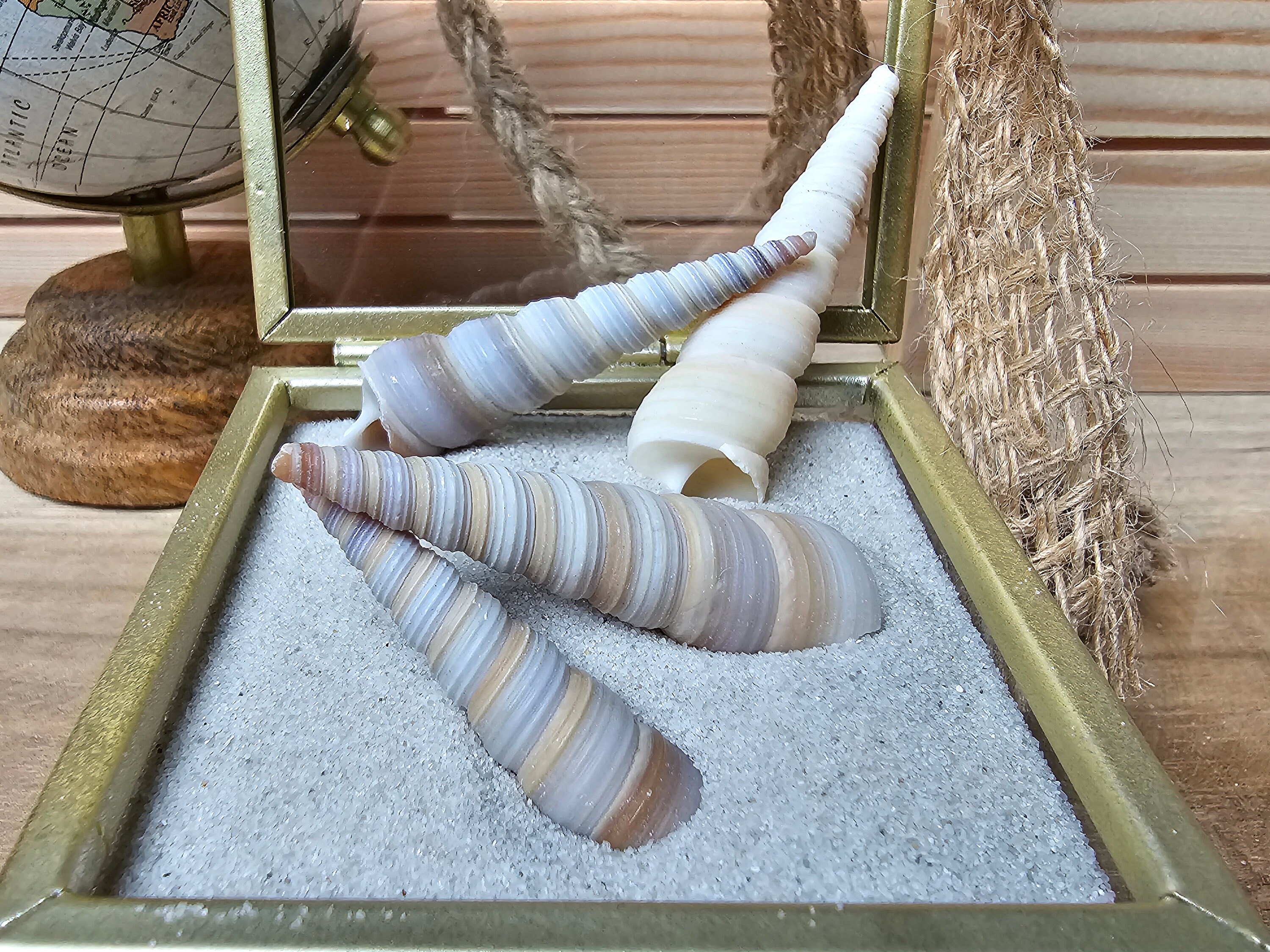 10 Brown White Spiral Turritella Shells Small Shells Tiny - Etsy