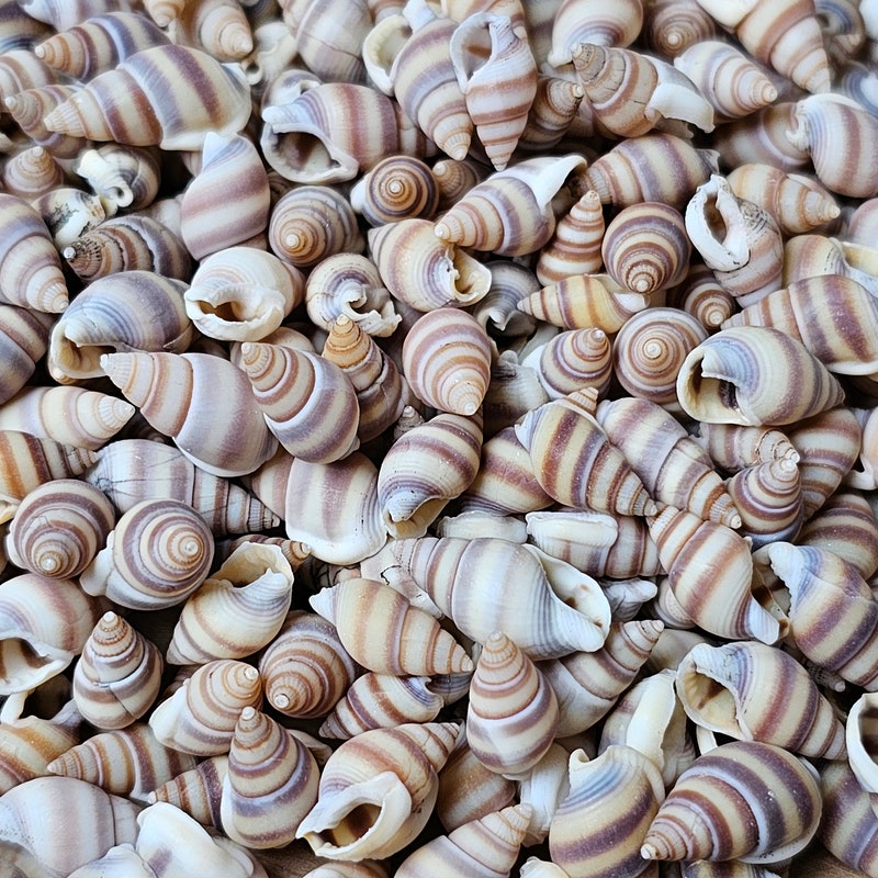 BeachFindsByEllice - Etsy